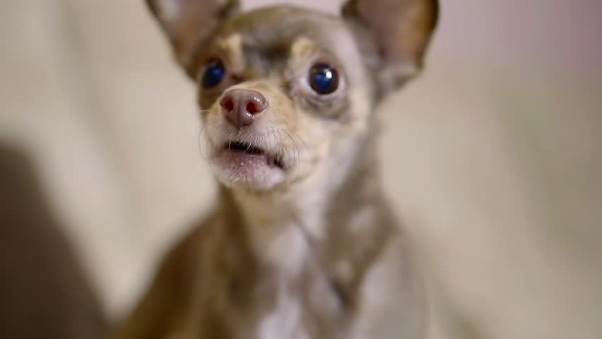 Funny Scared Brown Puppy of Stock Footage Video (100% Royalty-free ...