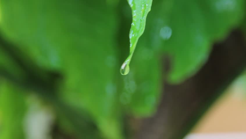 super slow motion shot droplet falling Stock Footage Video (100% ...