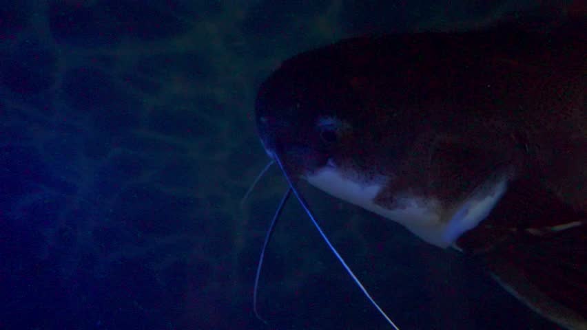 Red Tailed Catfish swimming in water -- Phractocephalus hemioliopterus ...