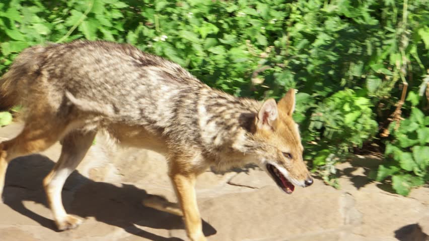 hungry wild golden jackal running green Stock Footage Video (100% ...