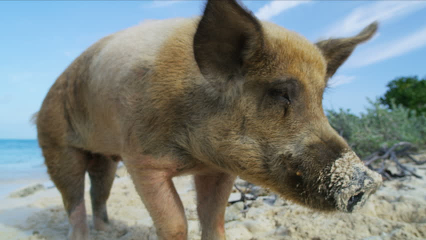 pig relaxing on beach wild tropical Stock Footage Video (100% Royalty ...