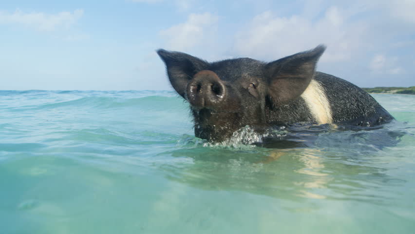 Pig swimming in the tropical waters in the Bahamas image - Free stock ...
