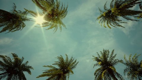 Left Right Pan Through Palm Trees Stock Footage Video (100% Royalty ...