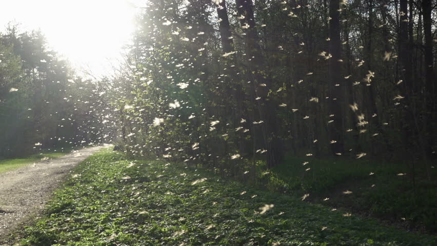 Colony of Mosquitoes, Swarm of Stock Footage Video (100% Royalty-free ...