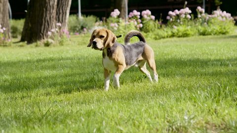 Basenji Dog Beagle Playing On Green Stock Footage Video (100% Royalty ...
