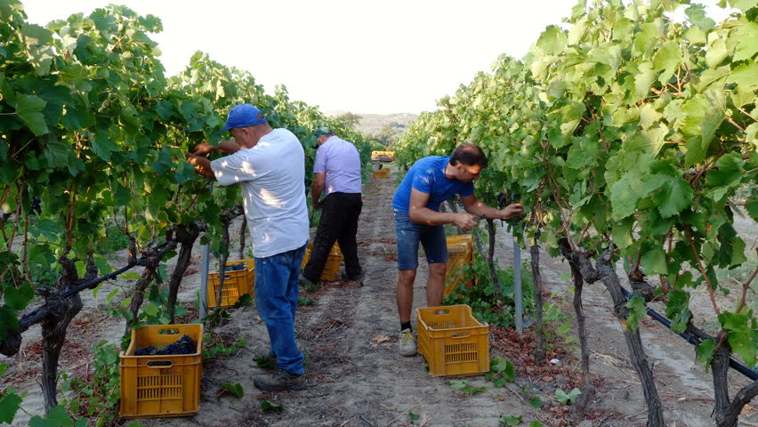 Fruit Farm Label Stock Video Footage - 4K and HD Video Clips | Shutterstock