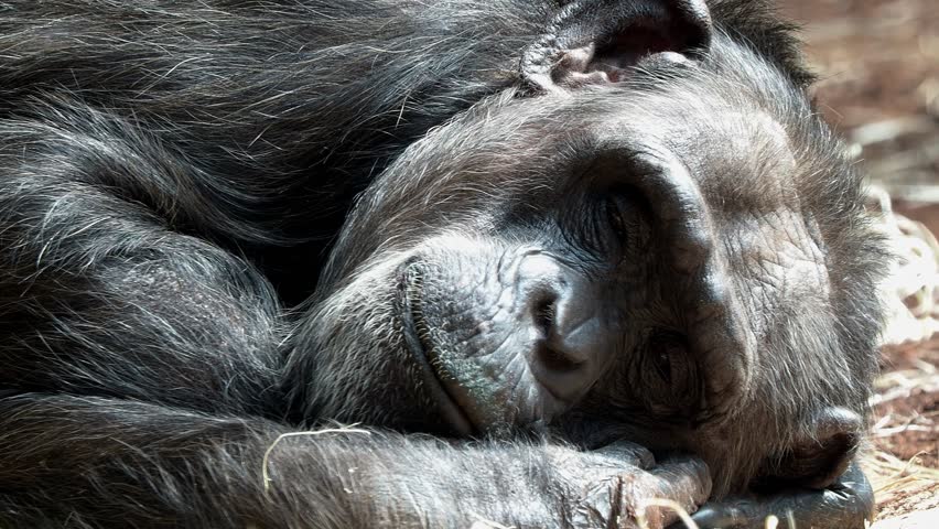 portrait chimpanzee resting looking sad emotion Stock Footage Video ...