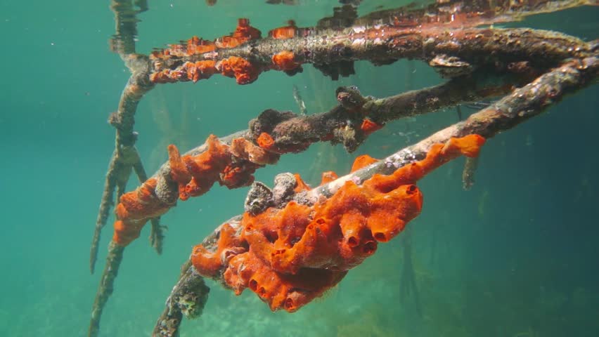 underwater mangrove roots burrowing sea sponges: วิดีโอสต็อก (ปลอดค่า ...