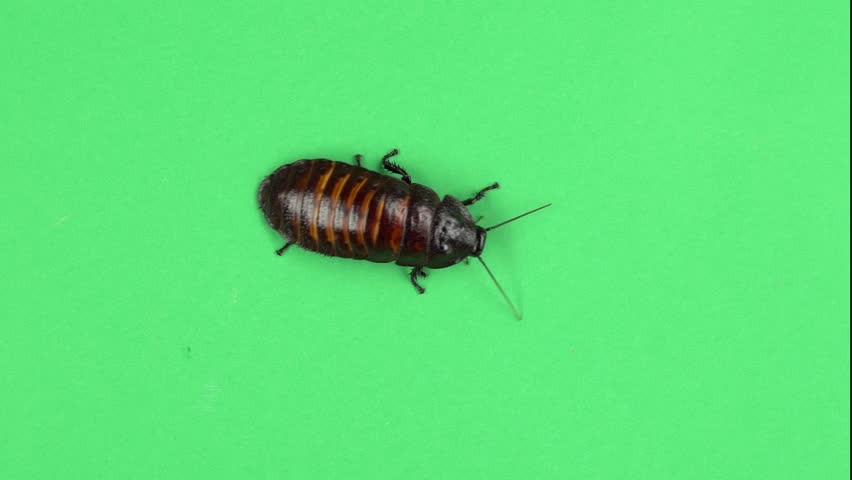 Hissing cockroach green screen Stock Video Footage - 4K and HD Video ...