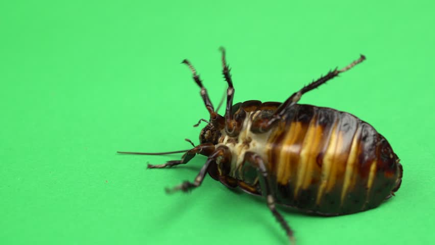 One Cockroach Spinning On its Stok Videosu (%100 Telifsiz) 1010062166 ...