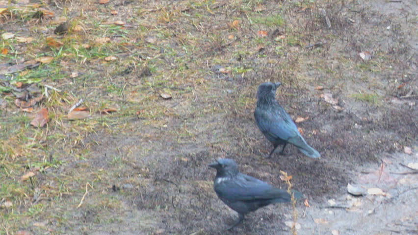 Jackdaw feeding on crumbs image - Free stock photo - Public Domain ...