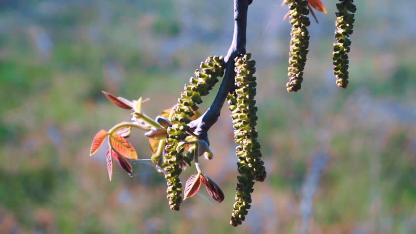 blue peacock spider full dance wild Stock Footage Video (100% Royalty ...