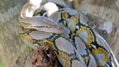 Robter Water Background Seafood Food Stock Photo 1453929524 | Shutterstock