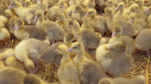 Industrial Poultry Agriculture Ducklings On Farm Stock Footage Video ...