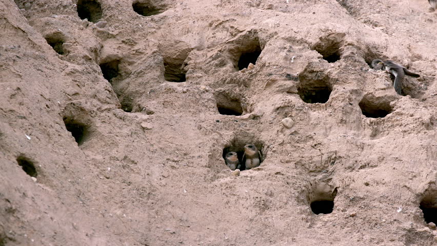 sand martins nesting dunes cayton bay Stock Footage Video (100% Royalty ...