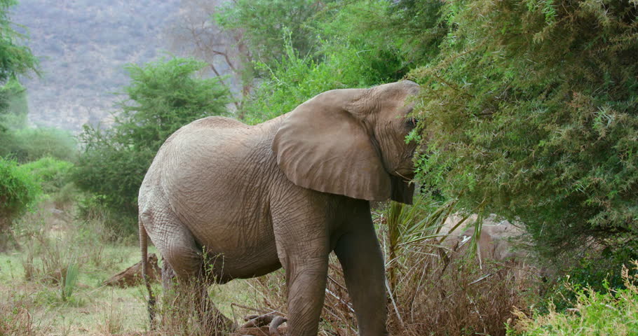 Elephant grazing in Kenya image - Free stock photo - Public Domain ...