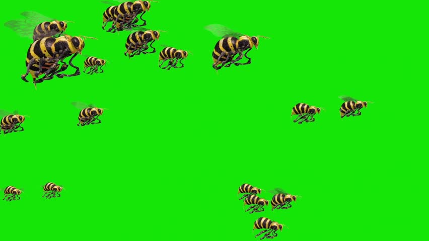 swarm bees wasps fly green screen Stock Footage Video (100% Royalty ...