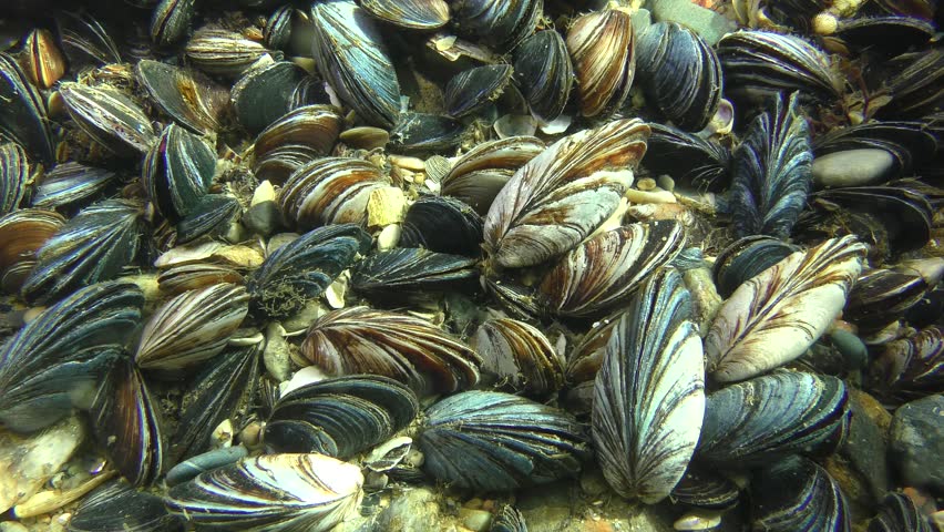 settlement mussels mytilus sp shallow waters Stock Footage Video (100% ...