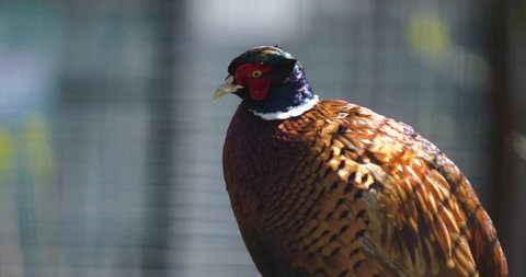 Birds Common Pheasant Phasianus Colchicus Male Stock Photo (Edit Now ...