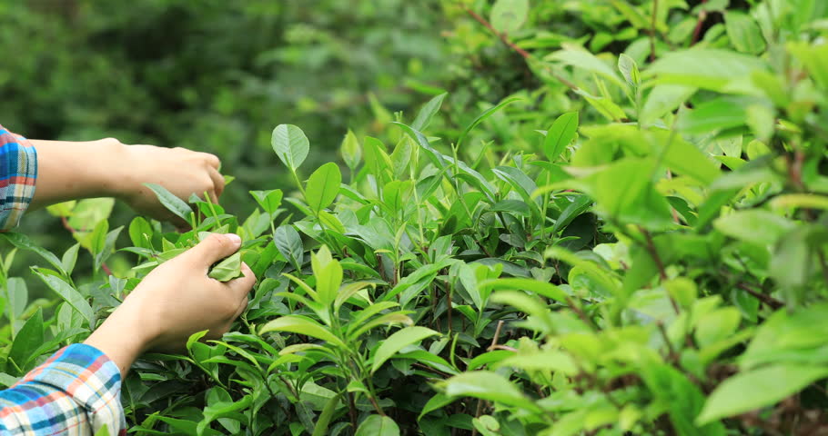 hands picking tea leaves plantation spring Stock Footage Video (100% ...