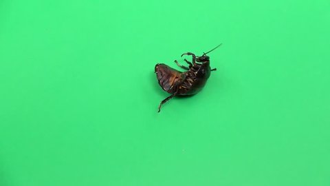 Hissing cockroach green screen Stock Video Footage - 4K and HD Video ...