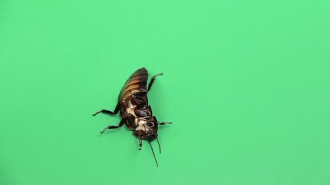 Cockroach Spins On Shell Green Screen Stock Footage Video (100% Royalty ...