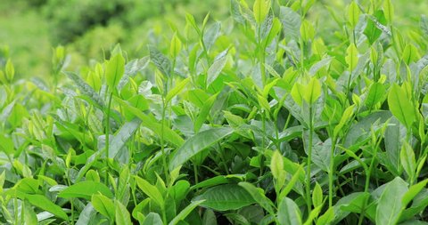 fresh growing sprout organic green tea Stock Footage Video (100% ...