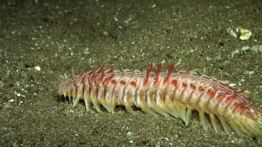 Golden Bristle Worm Stock Video Footage - 4K and HD Video Clips ...