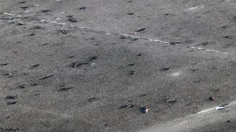 Indian Halibut Psettodes Erumei Stock Photo 1101123908 | Shutterstock