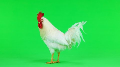 2,464 Green screen chicken Stock Video Footage - 4K and HD Video Clips ...