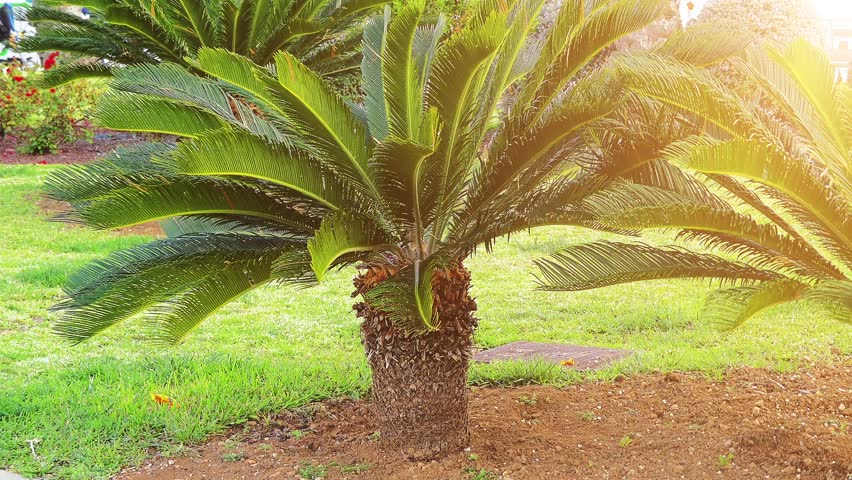 metroxylon sagu true sago palm species Stock Footage Video (100% ...