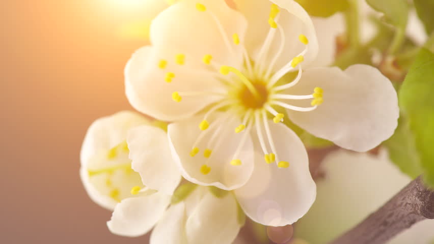 Beautiful Spring Cherry Tree Flowers Stock Footage Video (100% Royalty ...