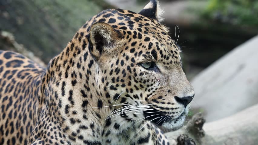 Ceylon Leopard, Panthera Pardus Kotiya Stock Footage Video (100% ...