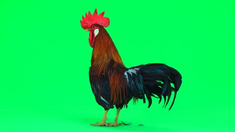 Fat Cartoon Rooster Colorful Vector Illustration Stock Vector (Royalty ...