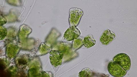 Vorticella Organism Waste Water Under Microscope Stock Footage Video ...