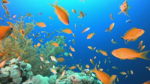 coral reef fish scene tropical underwater Stock Footage Video (100% ...
