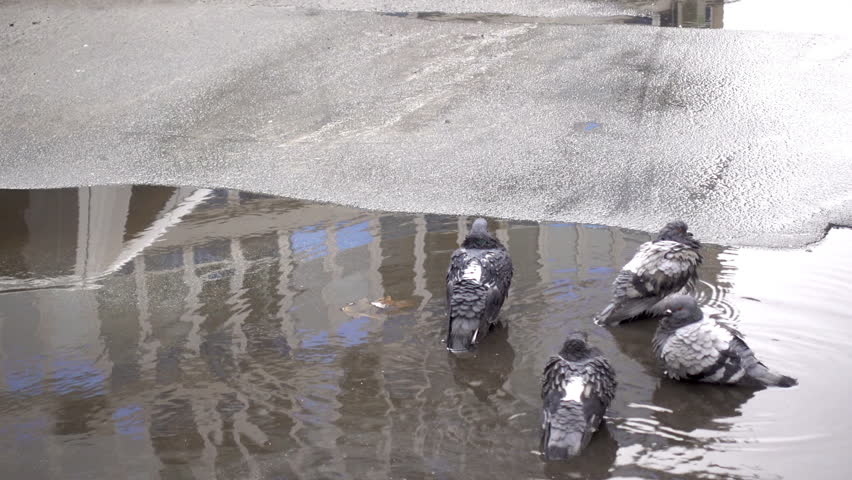 Pigeons splashing in Puddles image - Free stock photo - Public Domain ...