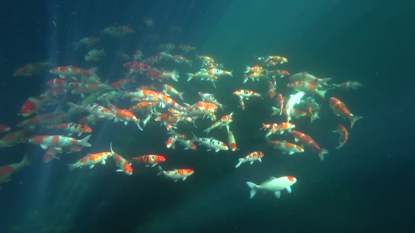 seamless loop colorful fish swimming around Stock Footage Video (100% ...