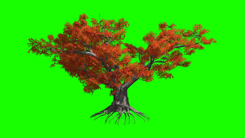 japanese maple tree wind screen alpha Stock Footage Video (100% Royalty ...