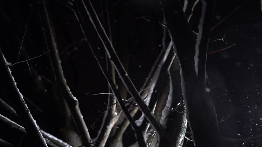 snow falling on tree branches night Stock Footage Video (100% Royalty ...