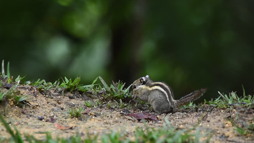 Siberian lizard Stock Video Footage - 4K and HD Video Clips | Shutterstock