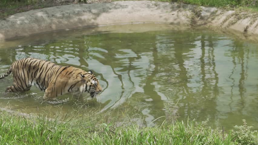 tiger enters swamp floats water tigress Stock Footage Video (100% ...
