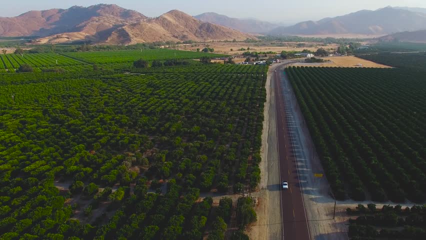 View of Citrus Trees Fields Stock Footage Video (100% Royalty-free ...
