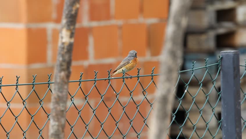 Small Birds standing on the wire image - Free stock photo - Public ...