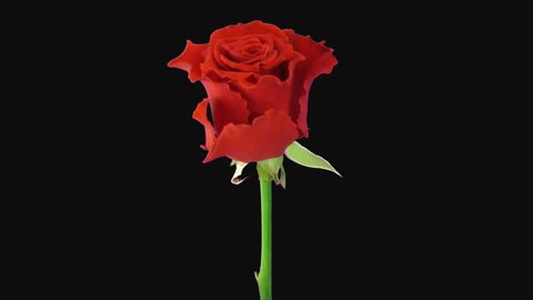 Floral Background Roses Bitmap Illustration Stock Illustration 1883364889