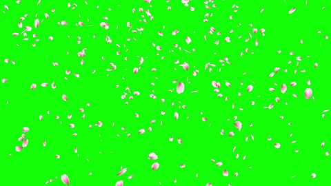 Cherry blossom green screen Stock Video Footage - 4K and HD Video Clips ...