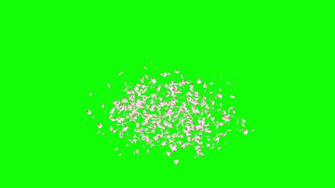 Cherry blossom green screen Stock Video Footage - 4K and HD Video Clips ...