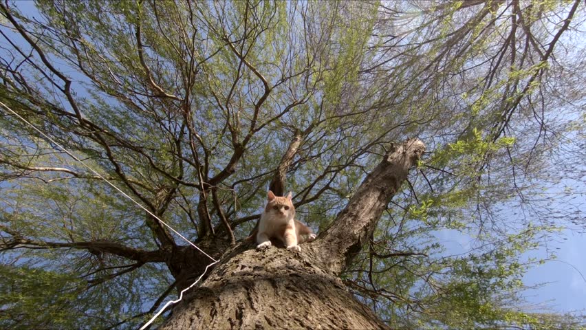 Cats Stuck Tree Stock Video Footage - 4K and HD Video Clips | Shutterstock