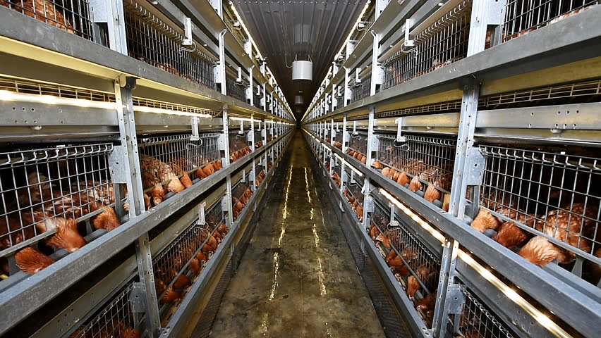 view footage row chicken eating food Stock Footage Video (100% Royalty ...