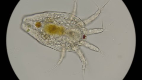 Nauplius Cyclops Under Microscope Stock Footage Video (100% Royalty ...